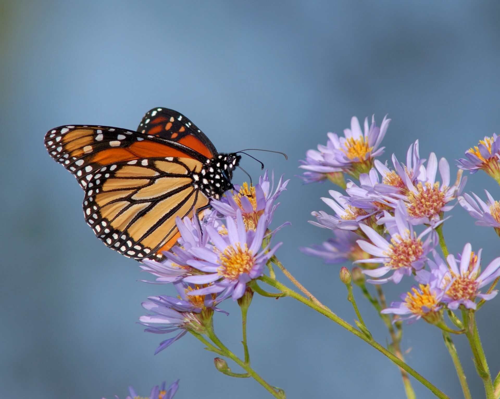Why does protecting land matter? | Natural Lands