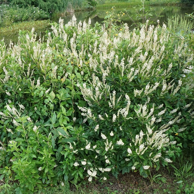 Dwarf Summersweet (Clethra alnifolia 'Hummingbird')