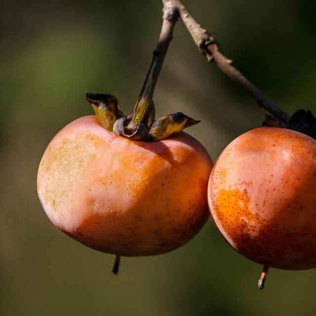 Persimmon (Diospyros virginiana 'John Rick')
