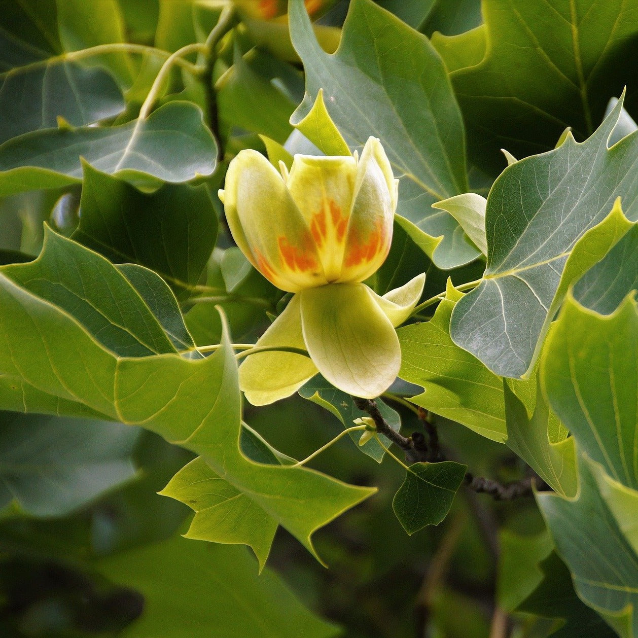 Tulip Trees - The Tree Of Many Names
