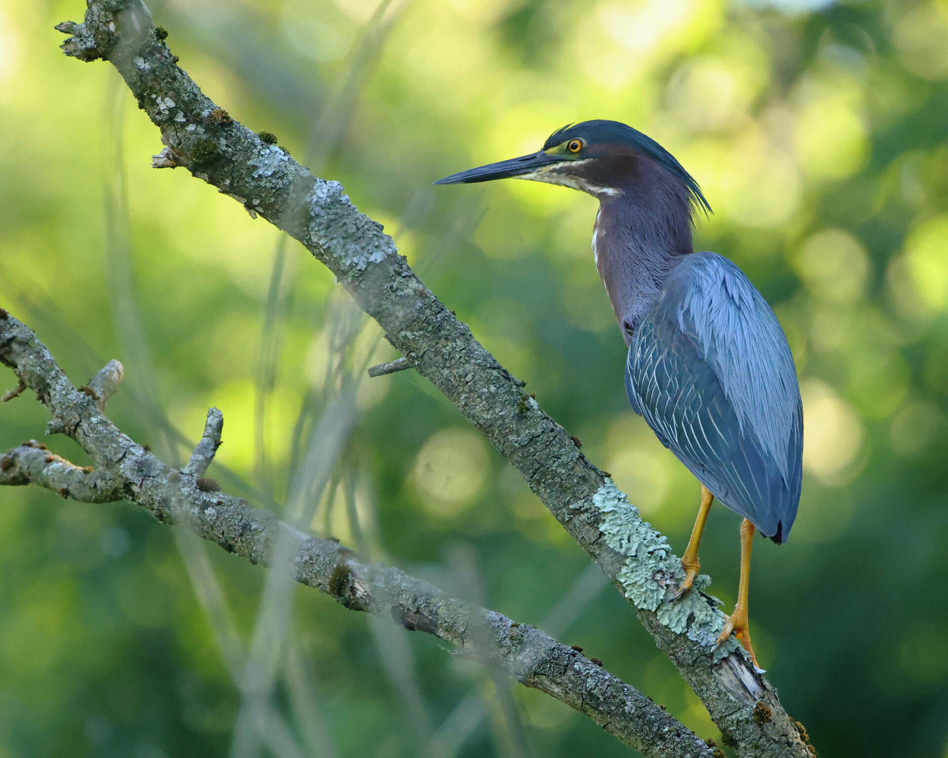 ChesLen Preserve | Natural Lands