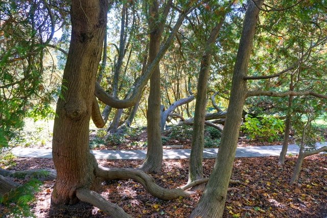 Does Stoneleigh Have Giant Trees?