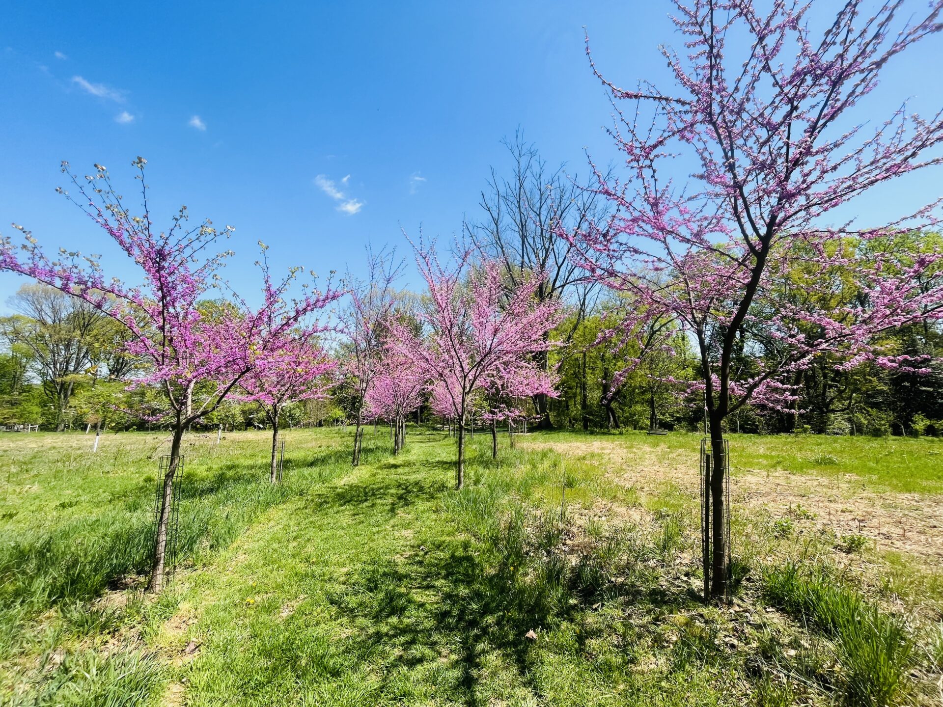 eastern redbuds: harbingers of spring