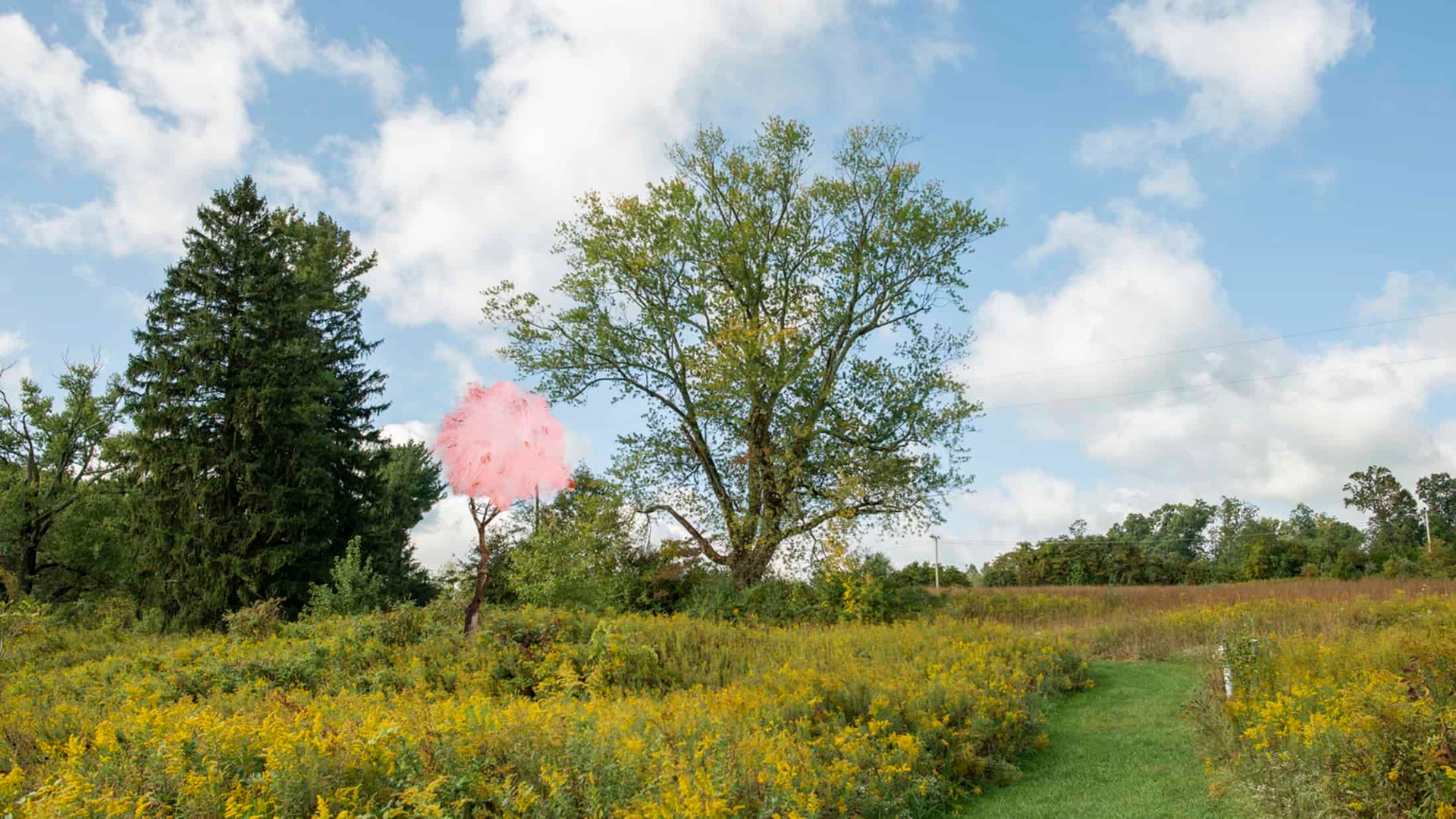 Reintroducing A Native Tree Species