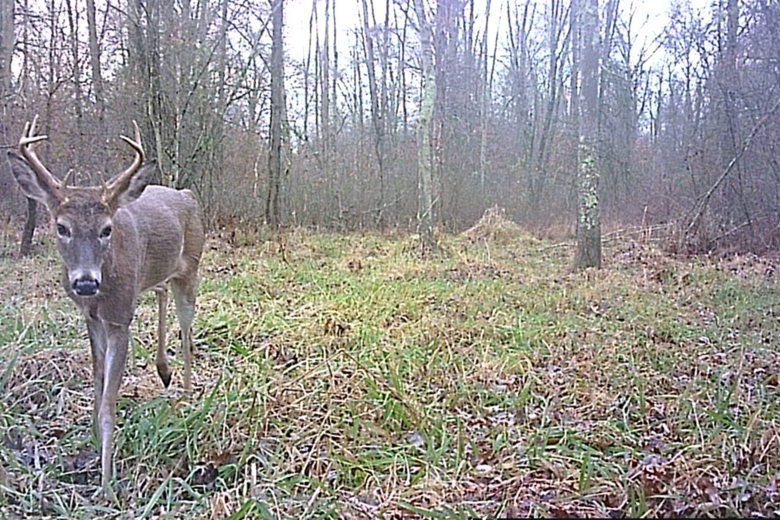 Epizootic Hemorrhagic Disease In Deer