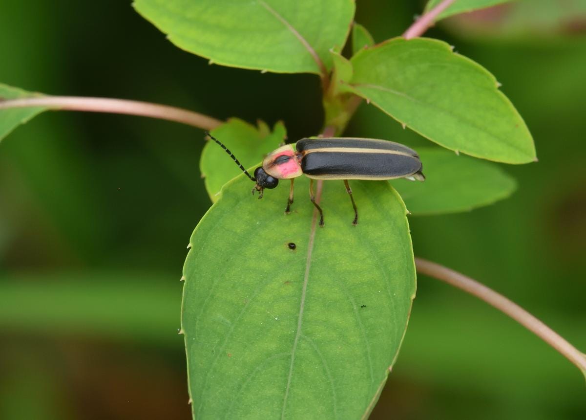 Fun Facts About Fireflies