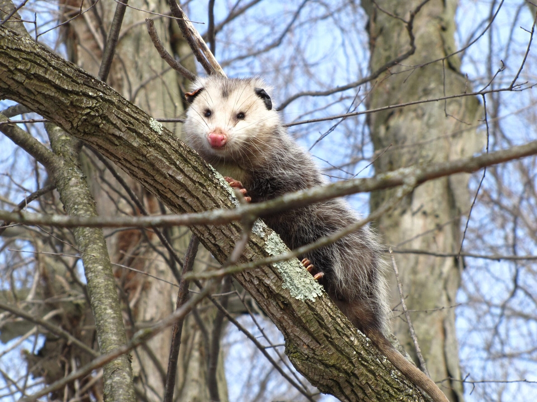 Awesome Opossums