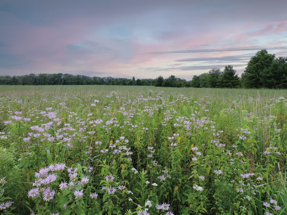 Gwynedd Preserve