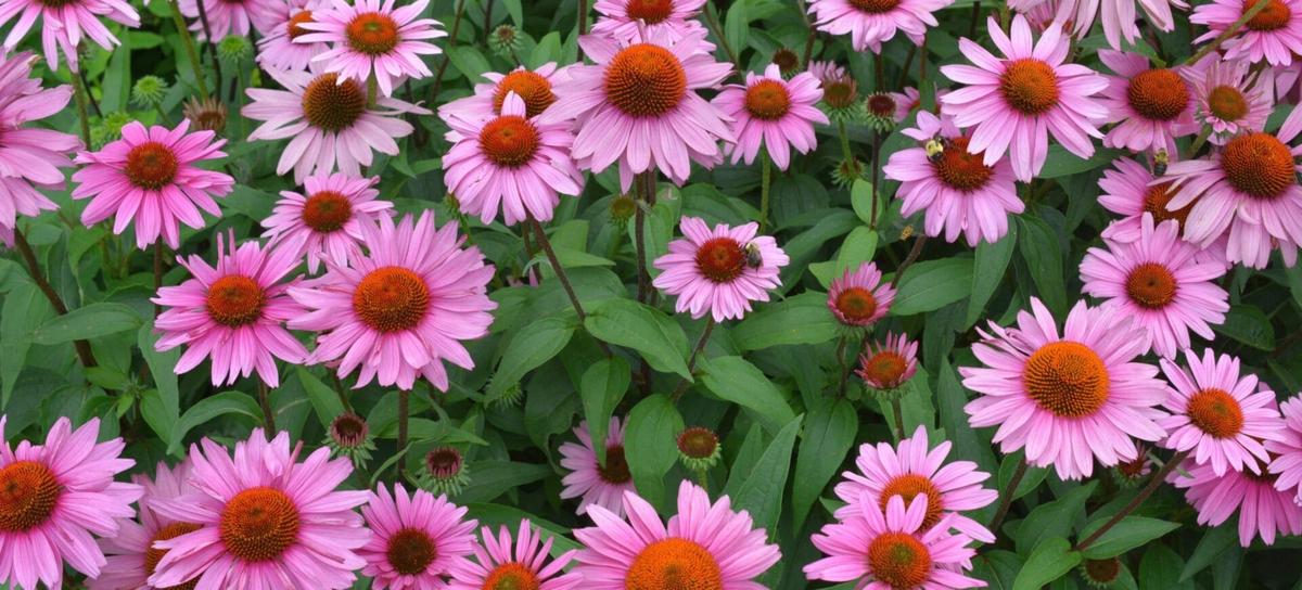 Where Can I Find Native Plants?