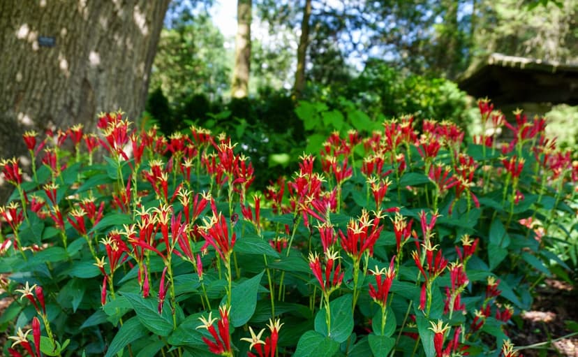 Welcome to Stoneleigh: A Natural Garden